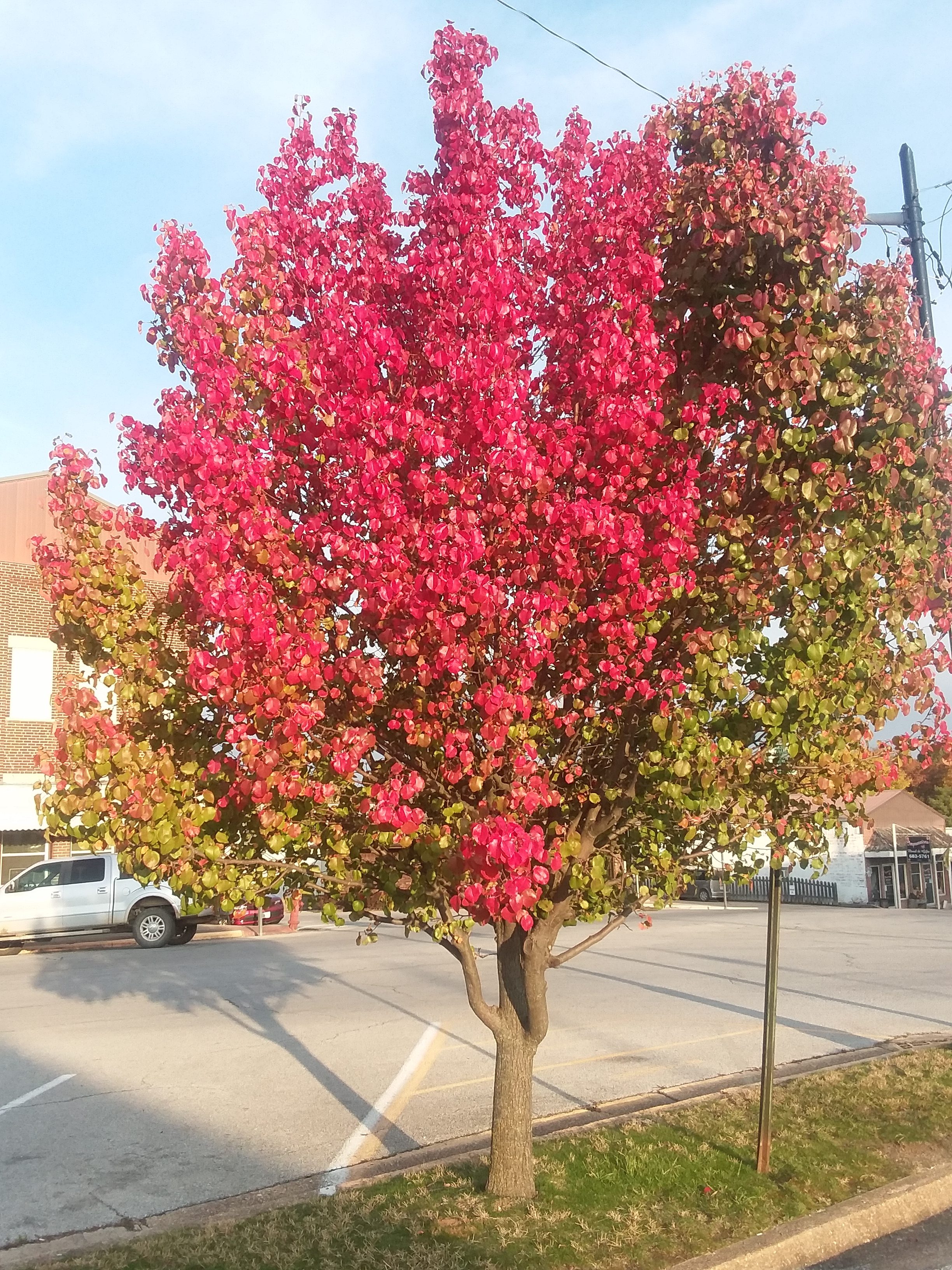 Fall Splendor on the Ava Square – Douglas County Herald