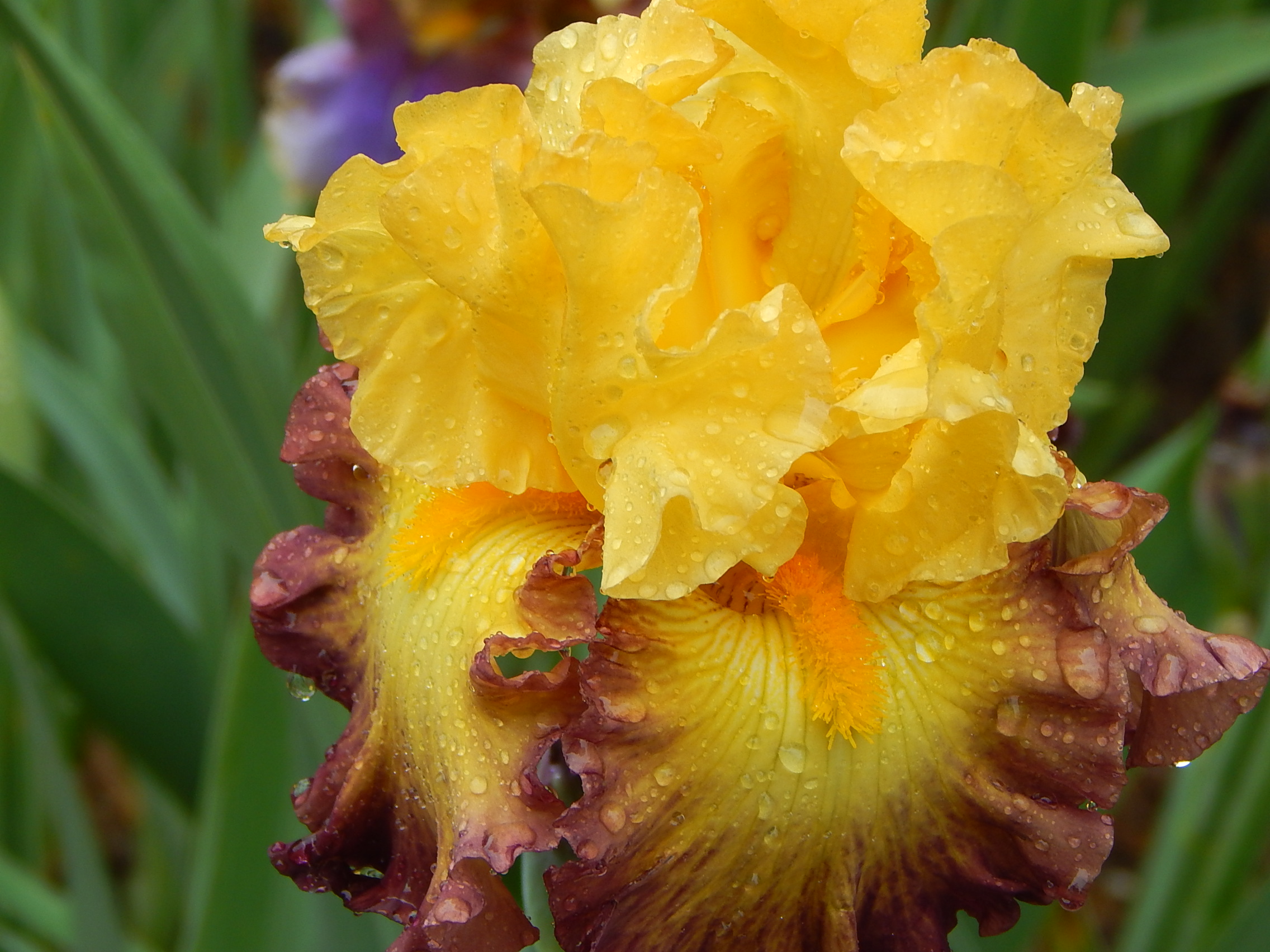 Iris Shines Brighter Than Gold at Rainbow’s End – Douglas County Herald