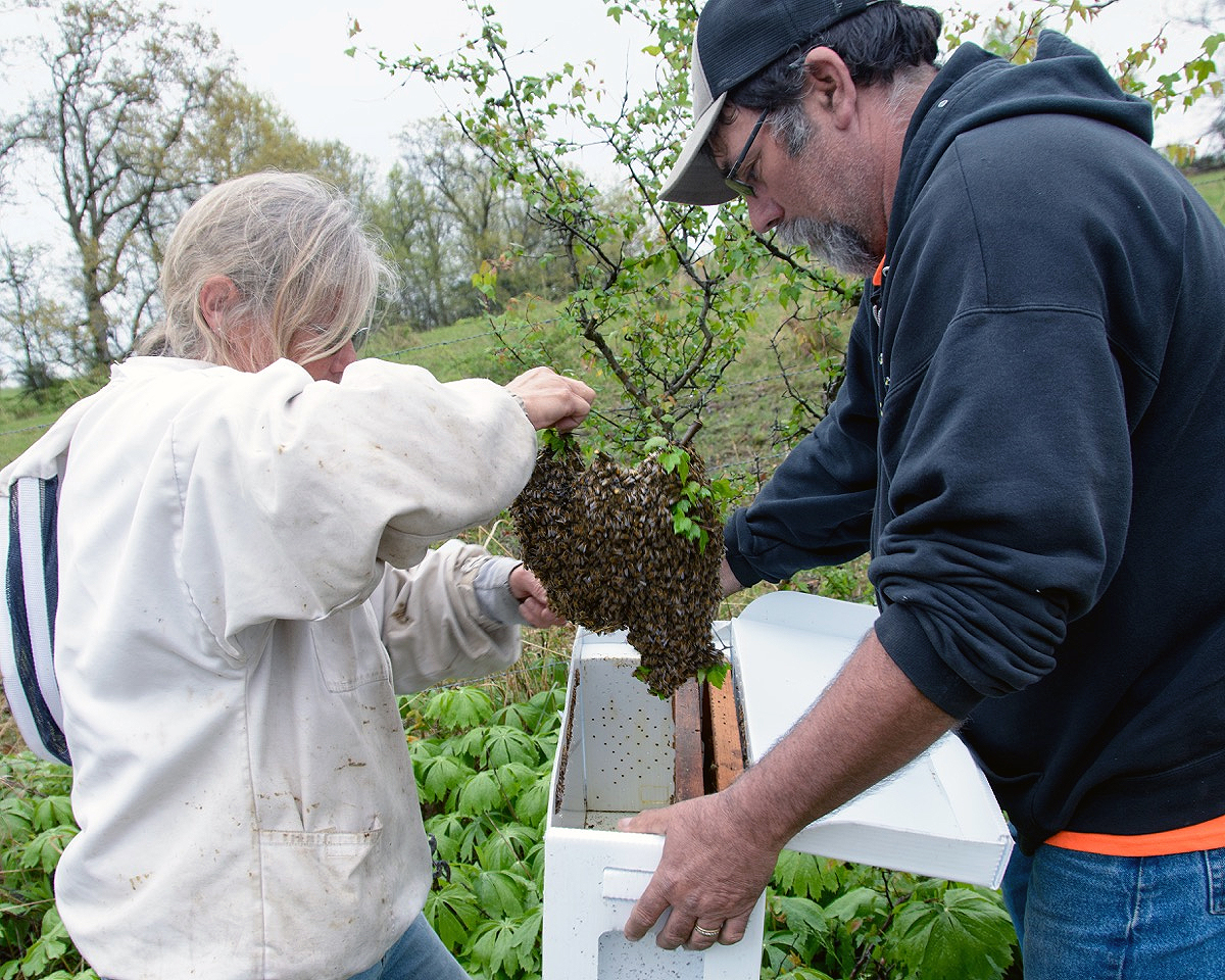 Swarm Season Is Here – Douglas County Herald