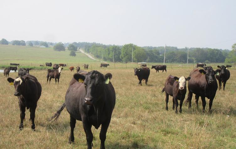 Consult veterinarians in spring management decisions for optimal cattle ...